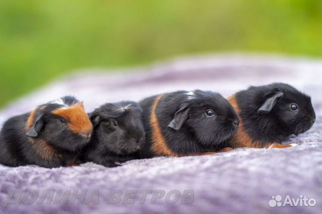 Морские поросятки, крестеды и гладкошерстные