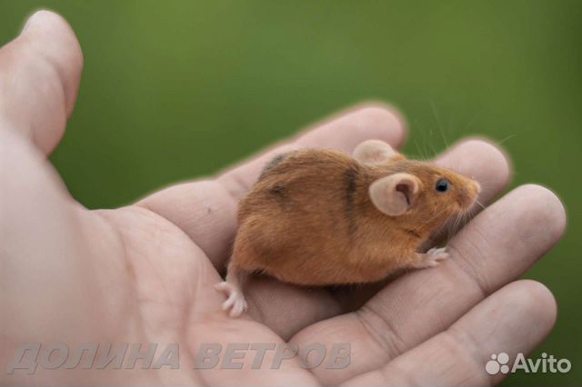 Тигровая мышка малышка, девочка