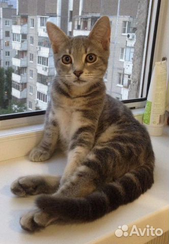 Котик в добрые руки