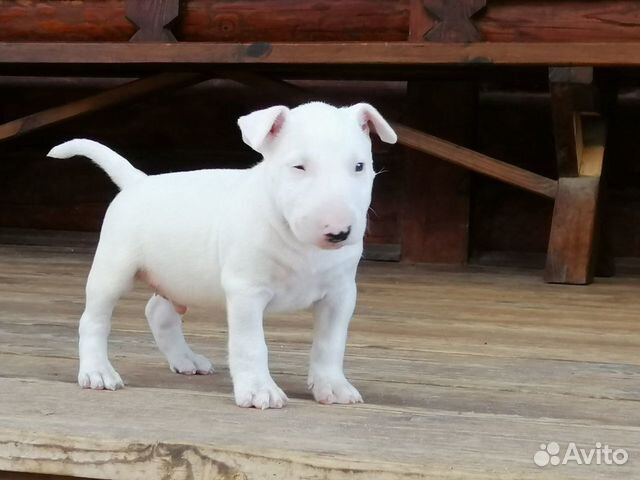 Миниатюрный бультерьер щенки