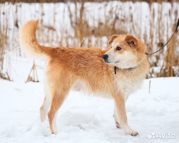 Собака в добрые руки