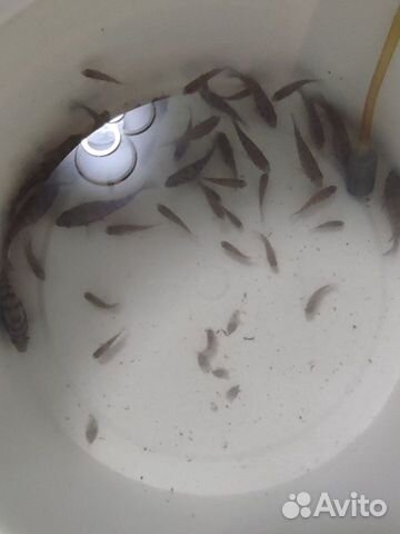 Чернополосые цихлазомы