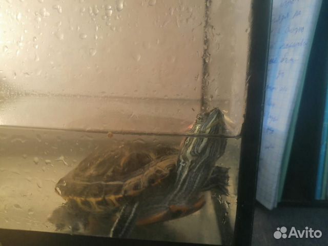 Красноухая черепаха с аквариумом