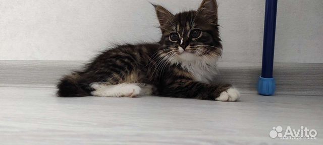 Курильский бобтейл