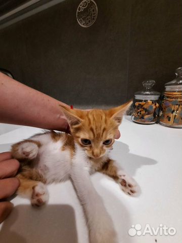 Отдам рыже-белого котенка девочку в добрые руки