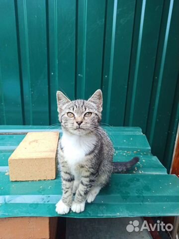 Котëнок в добрые руки