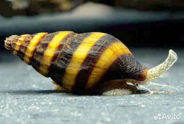 Аквариумная улитка Хелена (Anentome Helena)