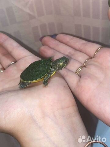 Красноухая черепаха с аквариумом маленькая