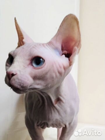 Подрощенная кошечка Бамбино