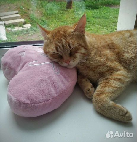 Рыжий кот