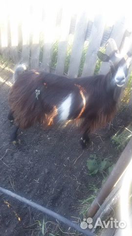 Козы дойные и козочка