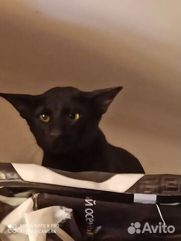 Отдам в добрые руки кота