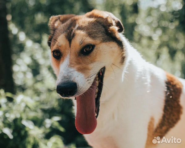 Молодая красавица, собака Гуля