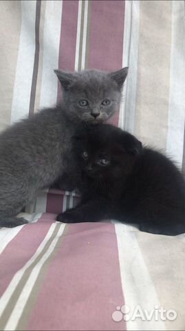 Британские котята