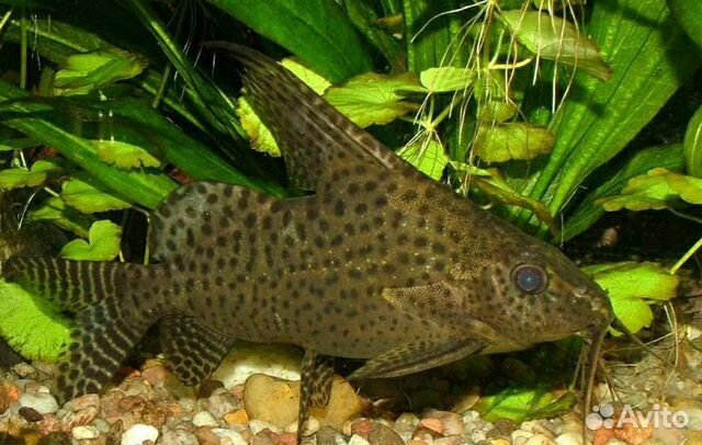 Сом Синодонтис- перевëртыш