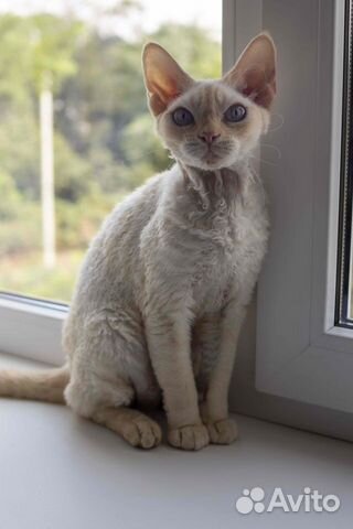 Молодая кошечка Девон Рекс