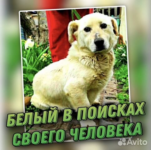 Белый в поисках своего человека