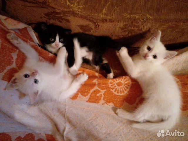 Мама от персиянки