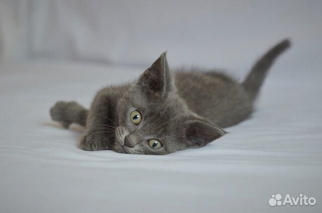 Русский голубой, мальчик, 3 месяца