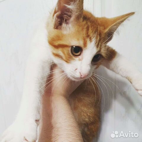 Котёнок в добрые руки бесплатно