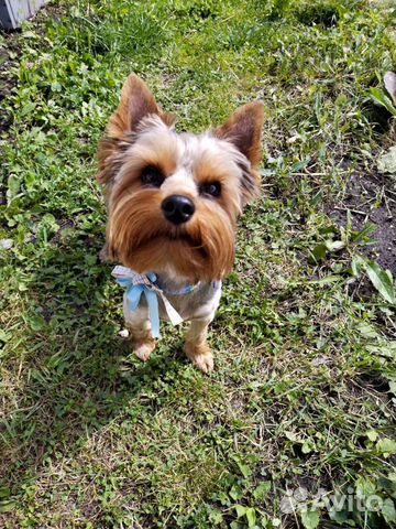 Йоркширский терьер стандарт