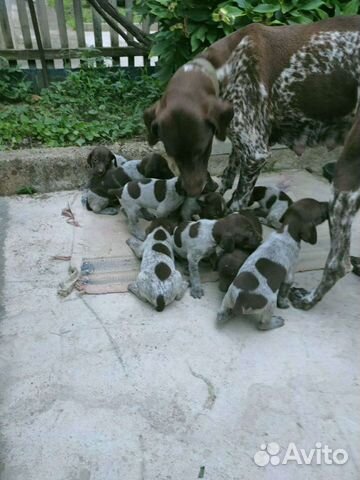 Щенки курцхаара