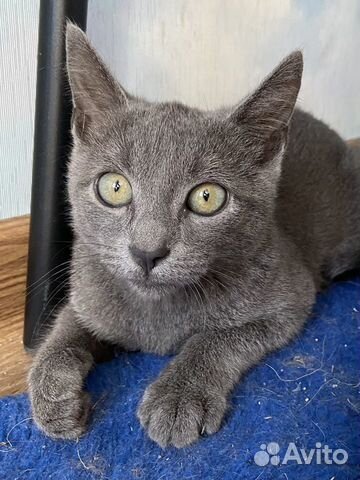 Русская голубая