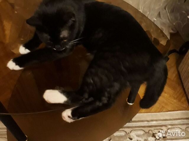 Шотландская кошка