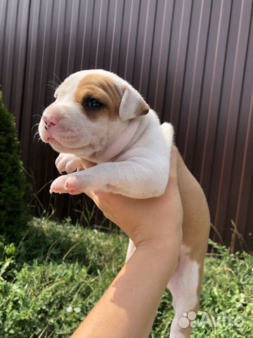 Стаффордширский терьер