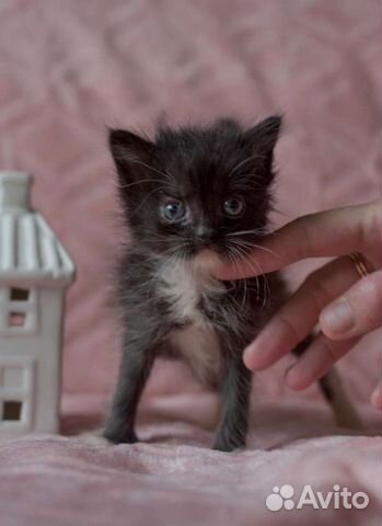 Томас котёнок 1,5 месяца в дар