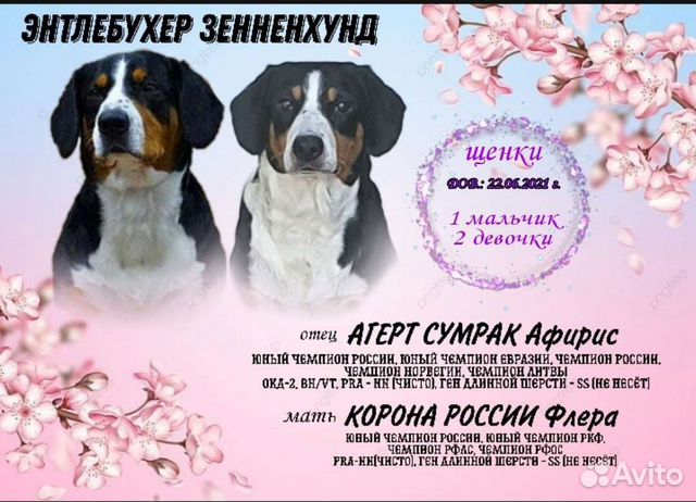 Продаётся щенок породы энтлебухер зенненхунд