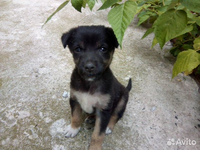 В добрые руки с последующей стерилизацией