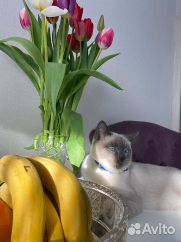 Отдам кота в добоые руки