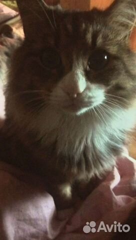 Кот Шарик