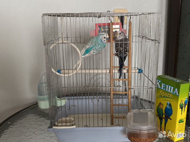 Домашние животные попугаи