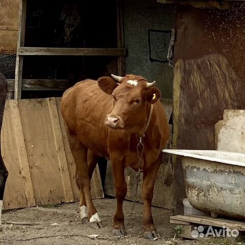 Тёлочки, коровы