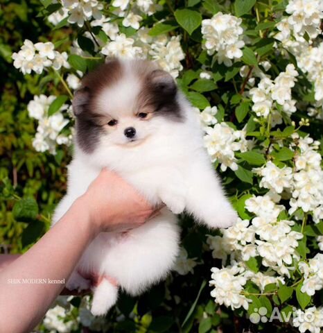 Померанский шпиц