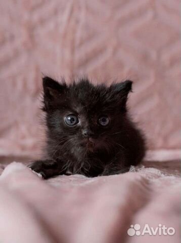 Котёнок Бакс 1,5 месяца в дар