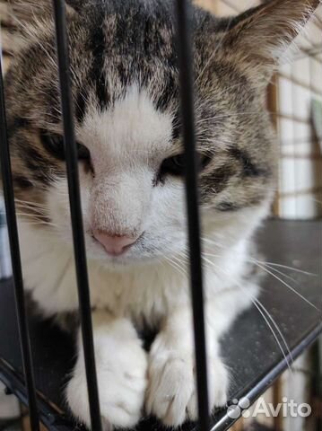 Отдам кота в добрые руки,прежний хозяин бил котика