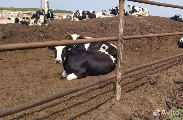 Быки живым весом продать