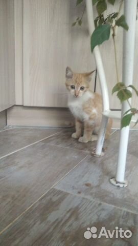 Отдадим котенка