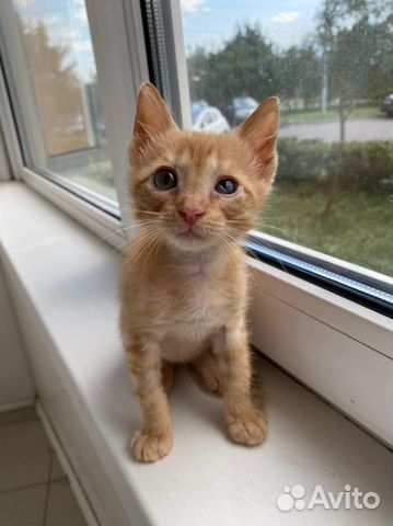 Несчастный котёнок ждёт решения судьбы