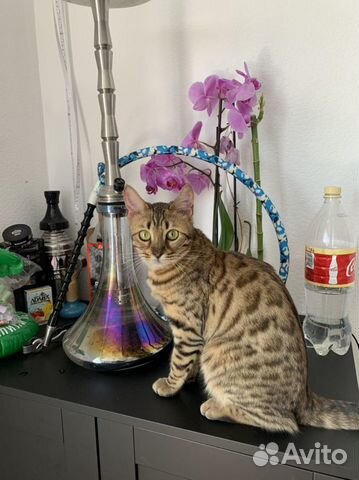 Бенгал вязка