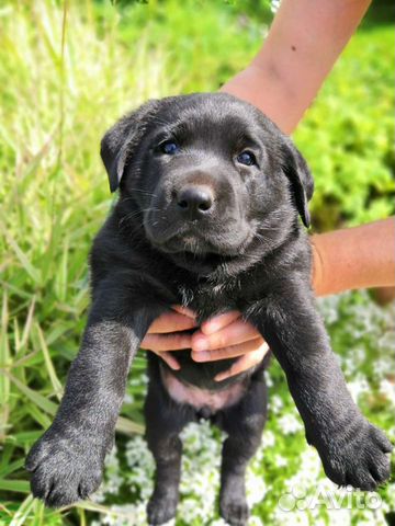 Щенки лабрадора