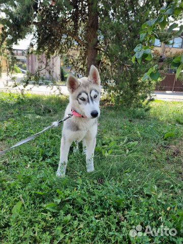 Сибирский хаски щенок
