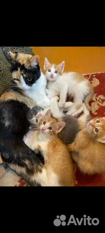 Котята
