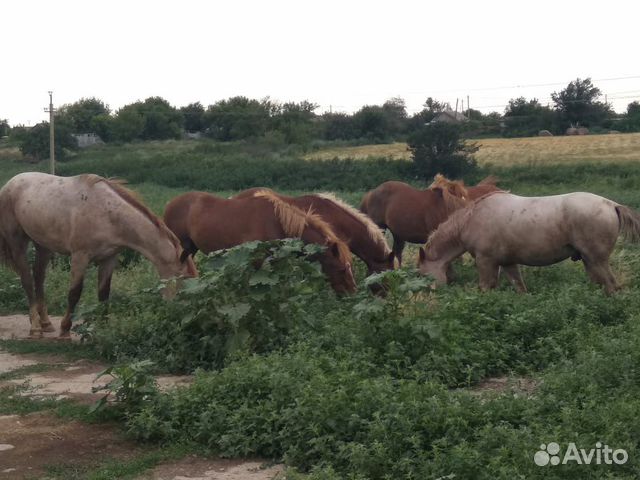 Продаются жеребчики