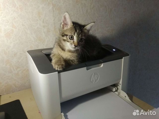 Котенок Афоня (котик) 2,5 месяца