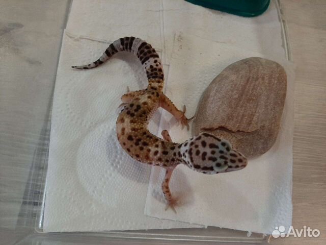 Эублефары с террариумами