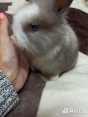 Крольчонок